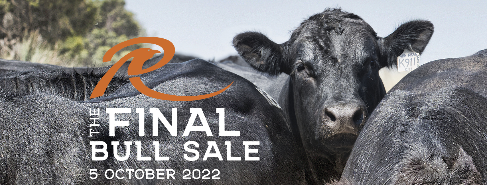 Raven Limousin & Lim-Flex - Sales - Bulls